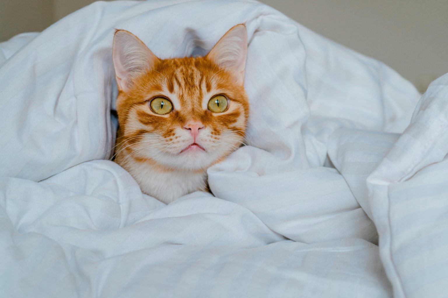 What is a Duvet Day? The Complete HR Guide - SkyHR